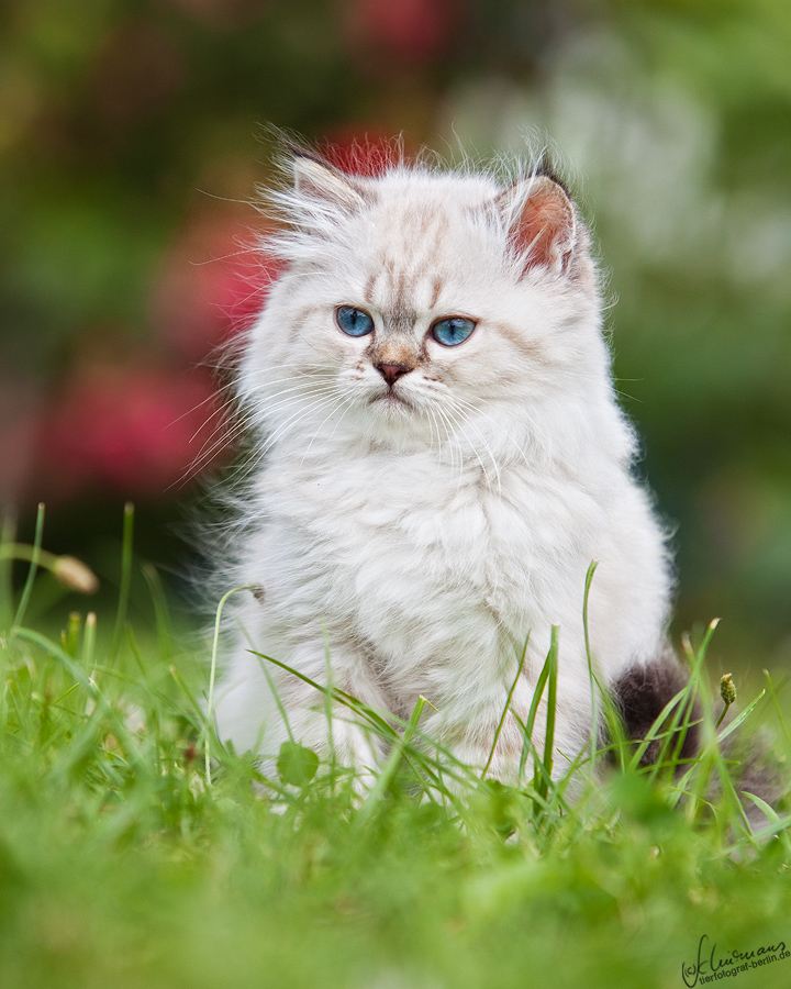 Windschnittig Foto & Bild | tiere, haustiere, katzen Bilder auf fotocommunity