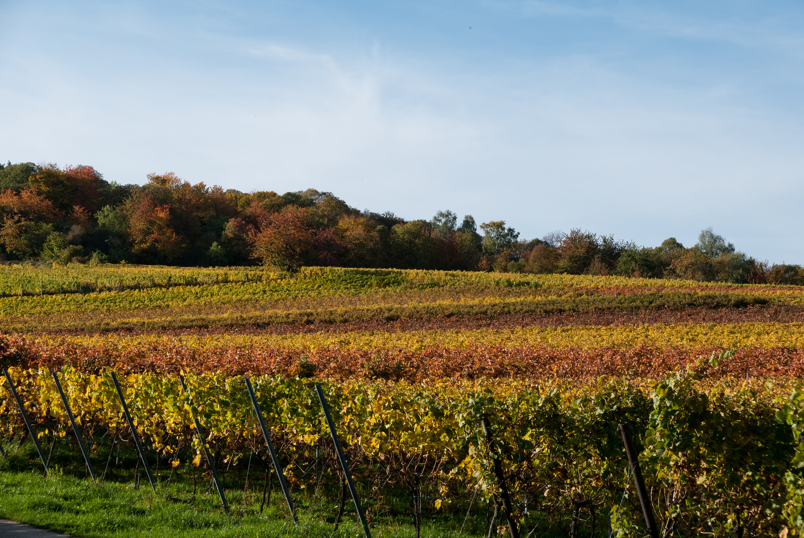 Wingert im Herbst Foto & Bild | landschaft, jahreszeiten, herbst Bilder ...
