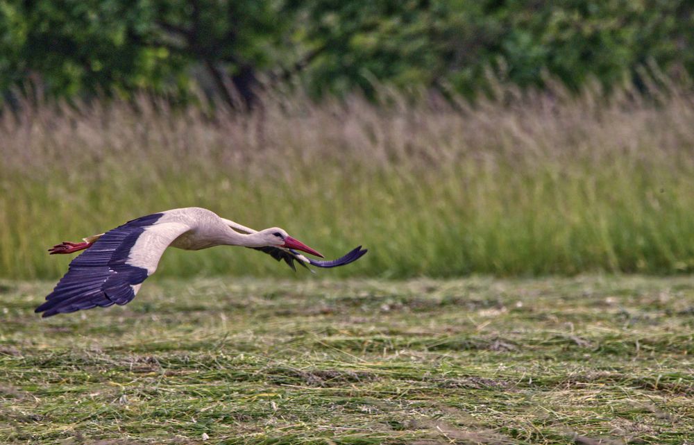 Winglets Foto & Bild | tiere, wildlife, wild lebende vögel Bilder auf ...