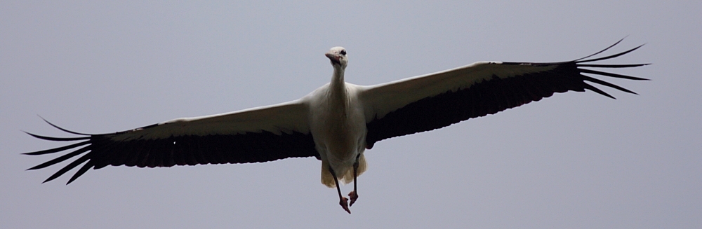 Winglets Foto & Bild | tiere, wildlife, wild lebende vögel Bilder auf ...