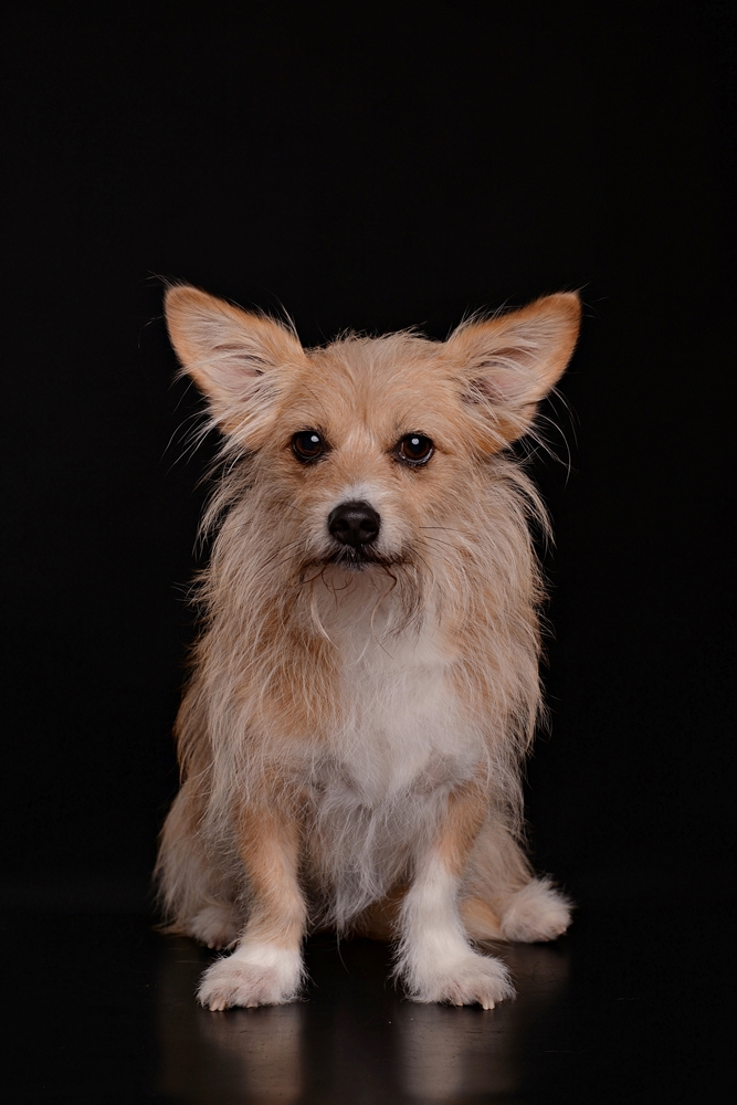 *Winja* Foto & Bild | tiere, haustiere, hunde Bilder auf fotocommunity