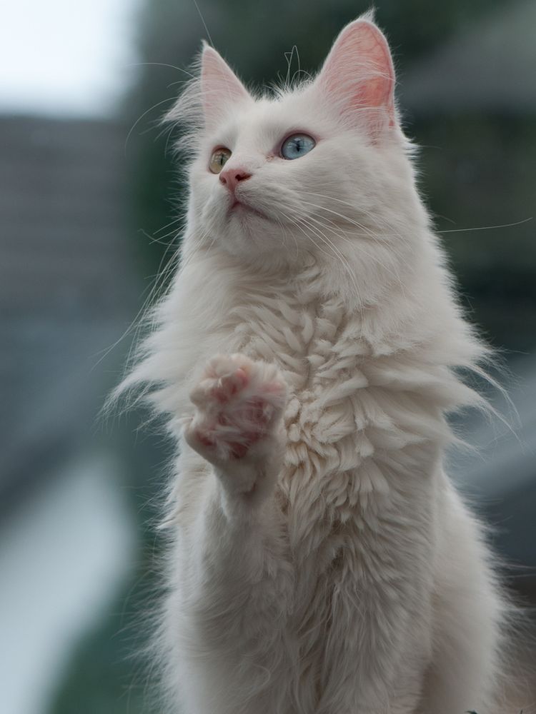 Winke-Katze Foto & Bild | tiere, haustiere, katzen Bilder auf fotocommunity