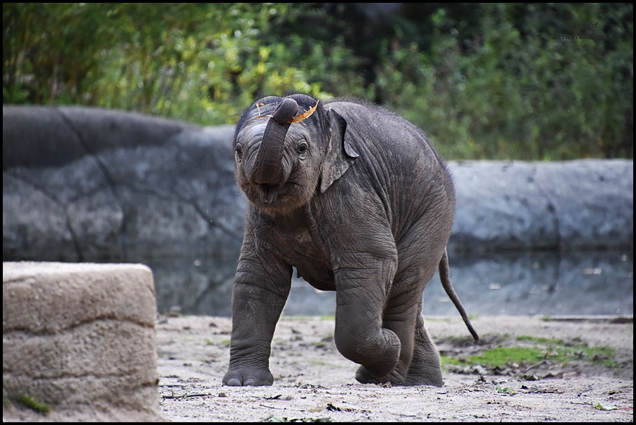 Winke, Winke !!! Foto & Bild | natur, tiere, zoo, wildpark & falknerei ...