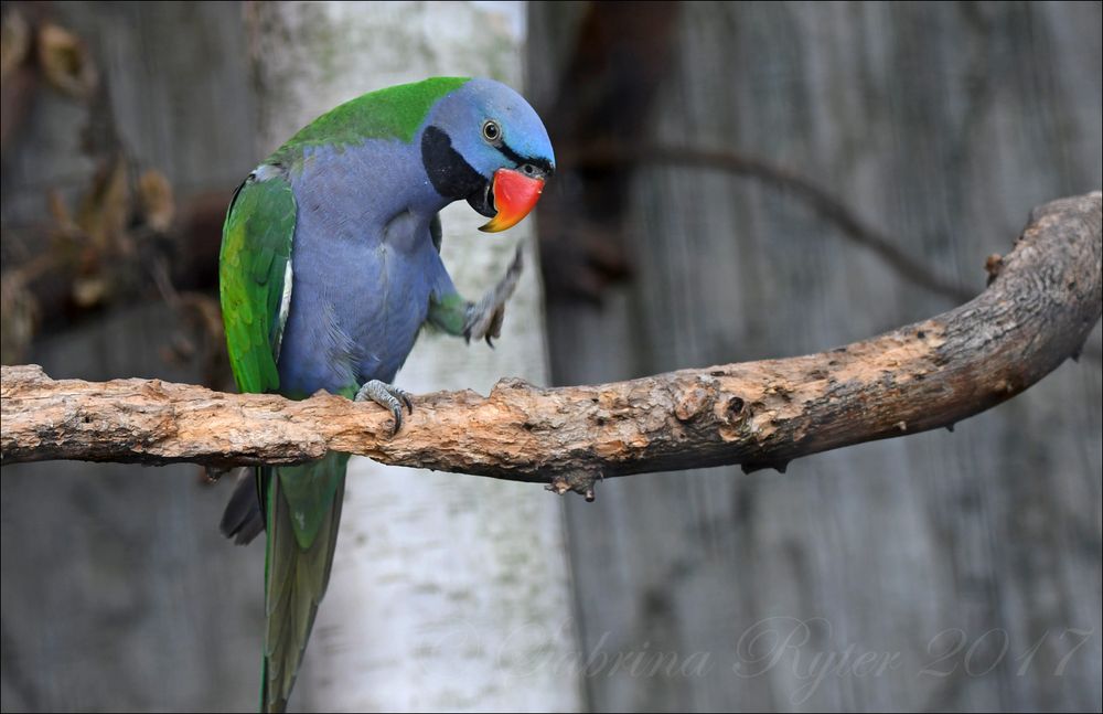 Winke, Winke Foto & Bild | nikon, natur, vogel Bilder auf fotocommunity