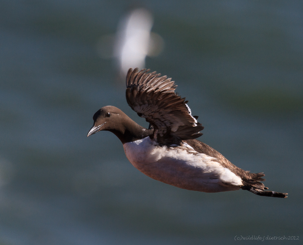 Winke Winke (2.) Foto & Bild | tiere, wildlife, wild lebende vögel ...