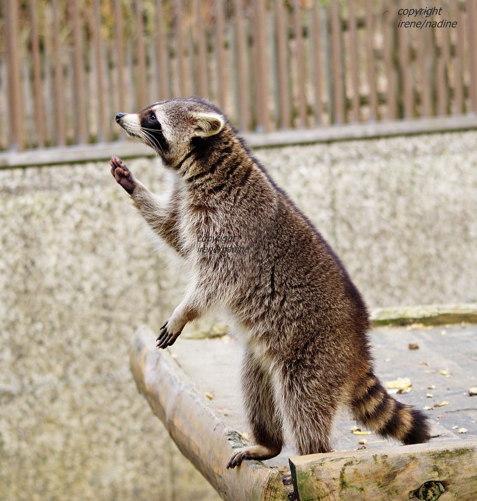 Winke Winke! Foto & Bild | tiere, zoo, wildpark & falknerei, säugetiere ...