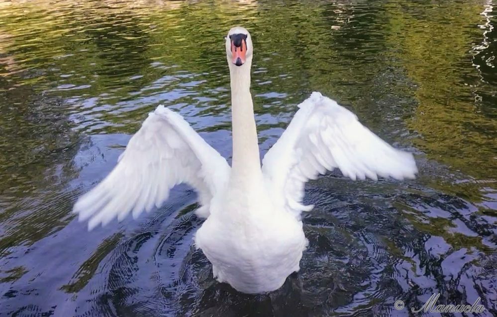 Winke, winke Foto & Bild | tiere, wildlife, wild lebende vögel Bilder ...