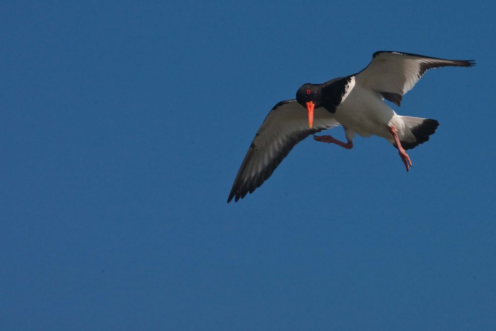 Winke winke Foto & Bild | tiere, wildlife, wild lebende vögel Bilder ...