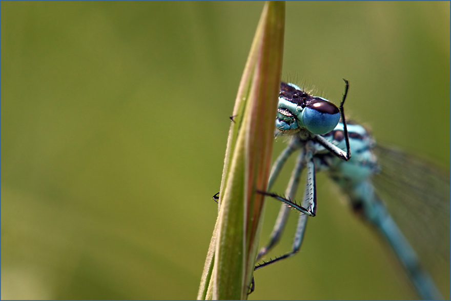 Winke winke! Foto & Bild | tiere, wildlife, libellen Bilder auf ...