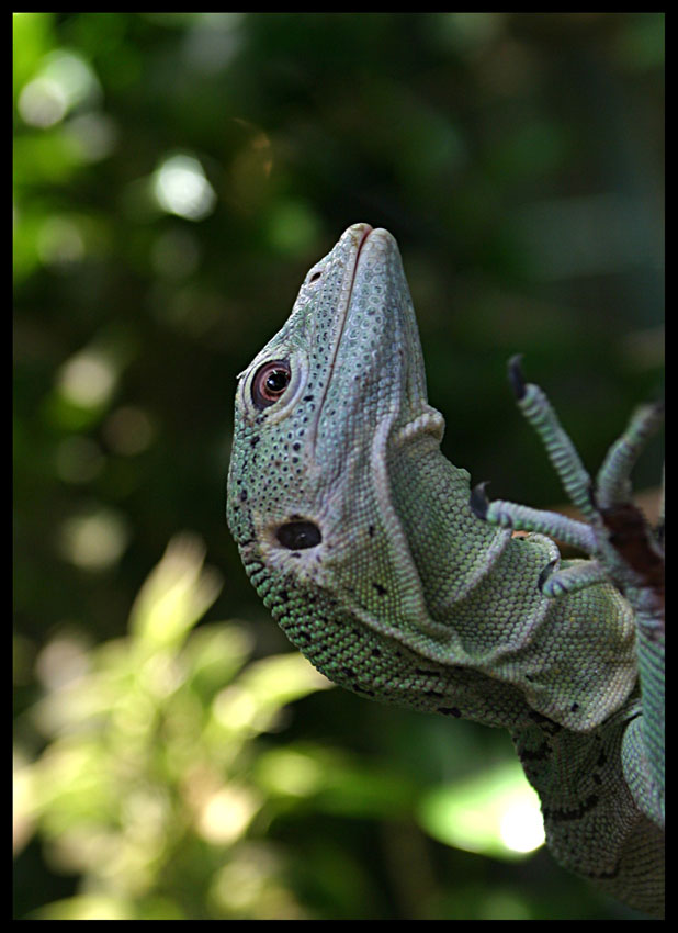 Winke winke Foto & Bild | tiere, zoo, wildpark & falknerei, amphibien ...