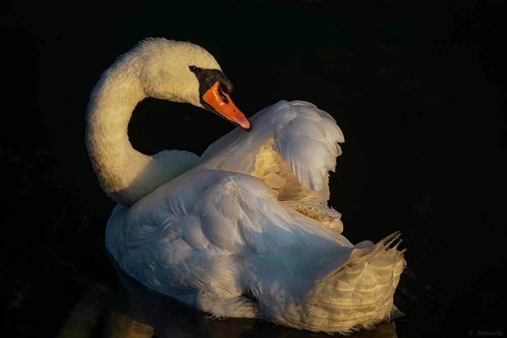 winke, winke Foto & Bild | tiere, wildlife, wild lebende vögel Bilder ...