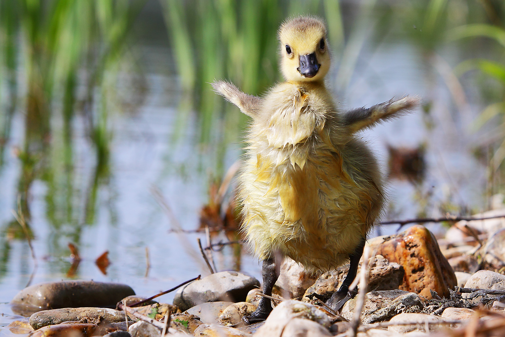 Winke winke Foto & Bild | tiere, tierkinder, tiere (wildlife) Bilder ...