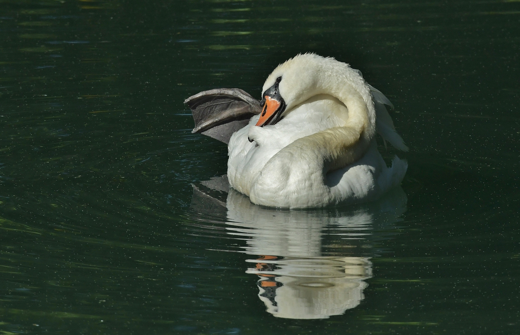 Winke Winke Foto & Bild | tiere, wildlife, wild lebende vögel Bilder ...