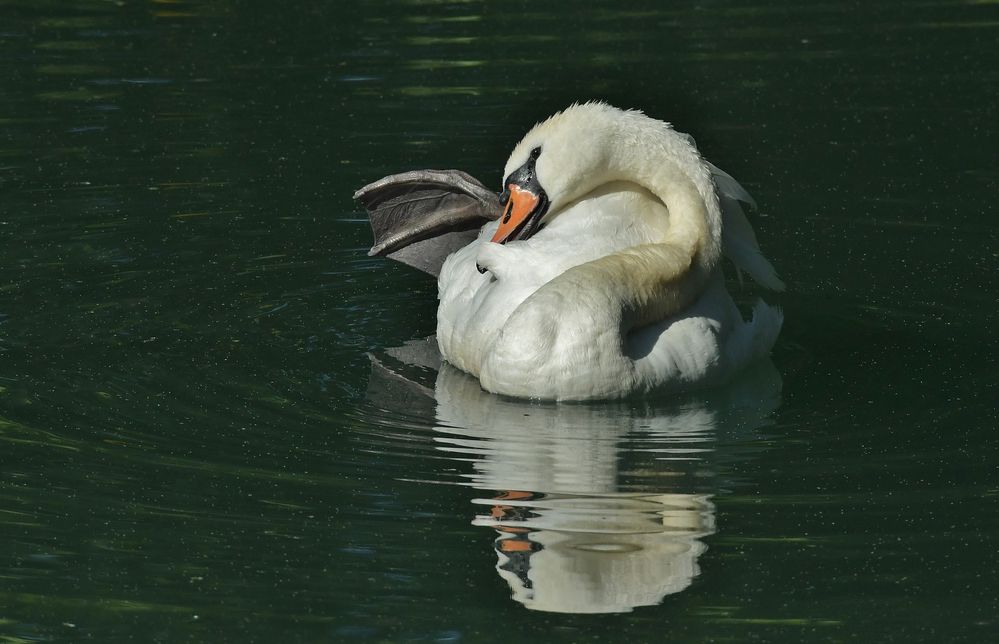 Winke Winke Foto & Bild | tiere, wildlife, wild lebende vögel Bilder ...