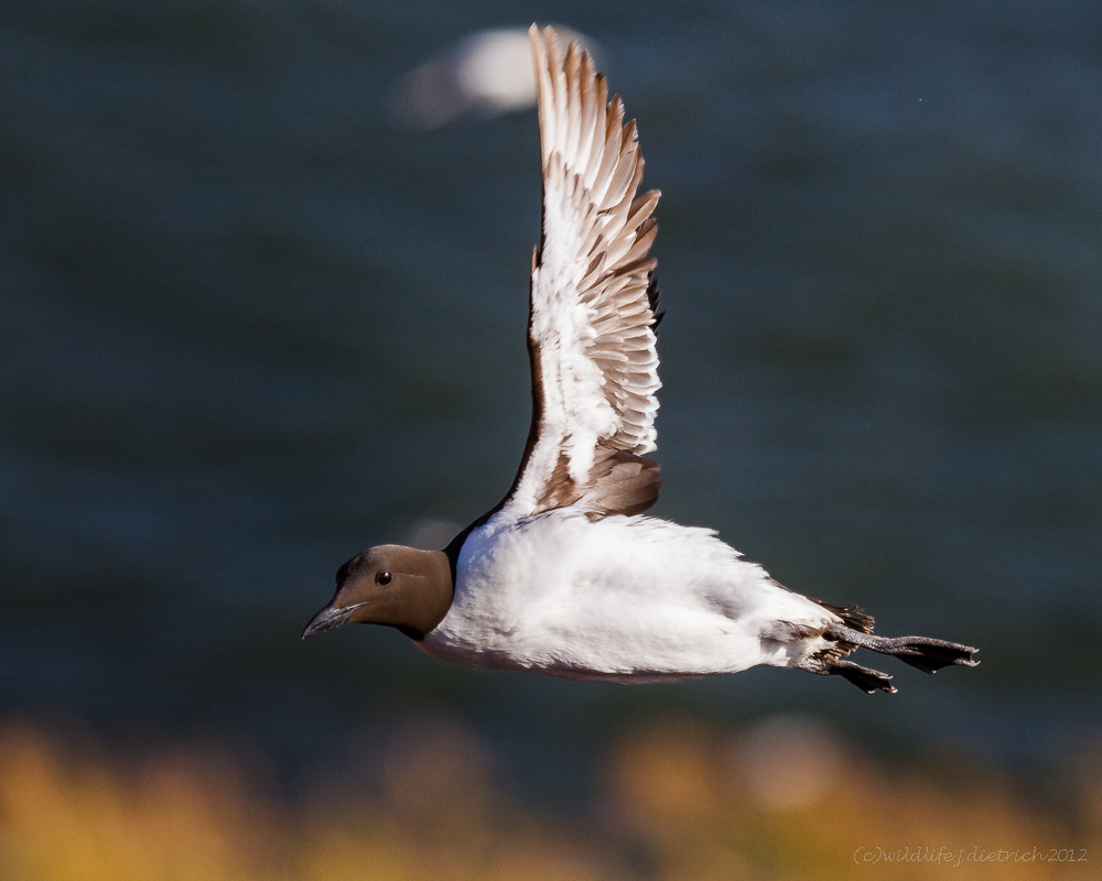 Winke Winke Foto & Bild | tiere, wildlife, wild lebende vögel Bilder ...