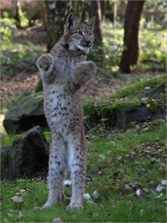 Winke ...Winke Foto & Bild | tiere, zoo, wildpark & falknerei ...