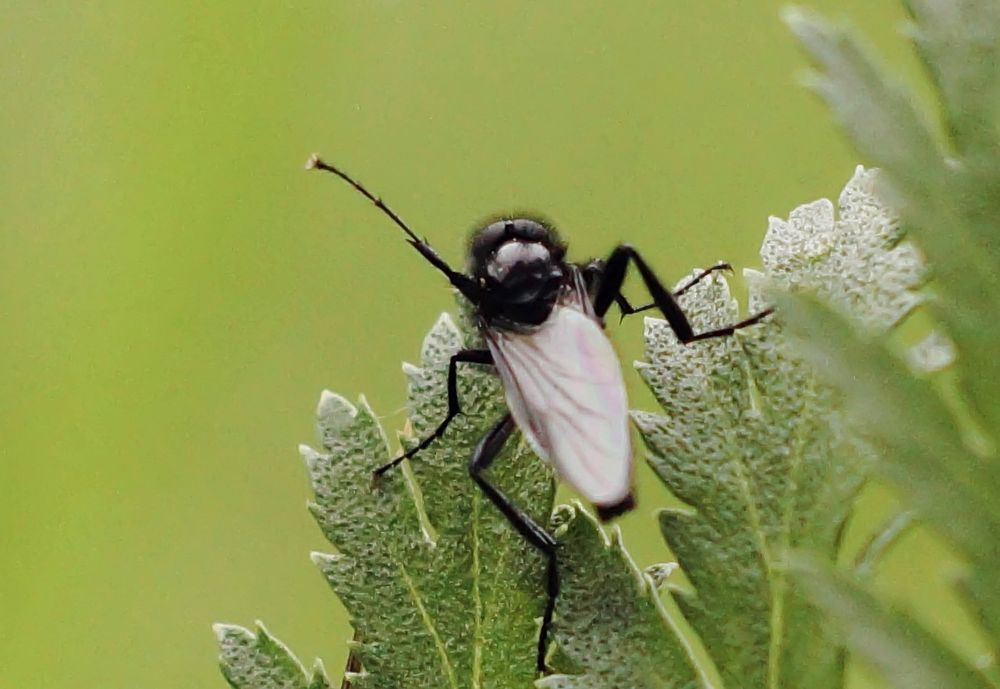 Winke, winke Foto & Bild | natur, insekten, tiere Bilder auf fotocommunity