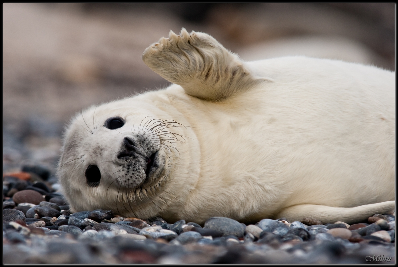 Winke winke Foto & Bild | tiere, tierkinder, wildlife Bilder auf ...
