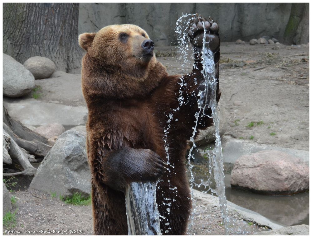 Winke-Winke ... Foto & Bild | tiere, zoo, wildpark & falknerei ...