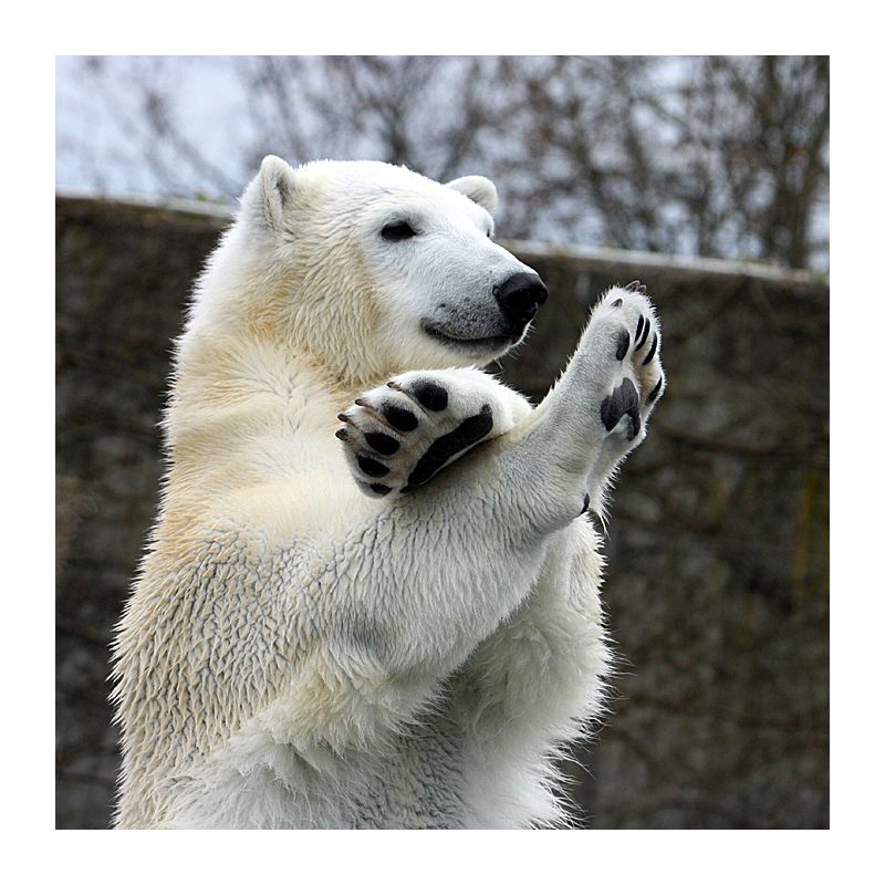 Winke Winke Foto & Bild | tiere, zoo, wildpark & falknerei, säugetiere ...