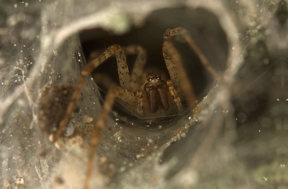 Winkelspinne Foto & Bild | fotos, nature, makro Bilder auf fotocommunity