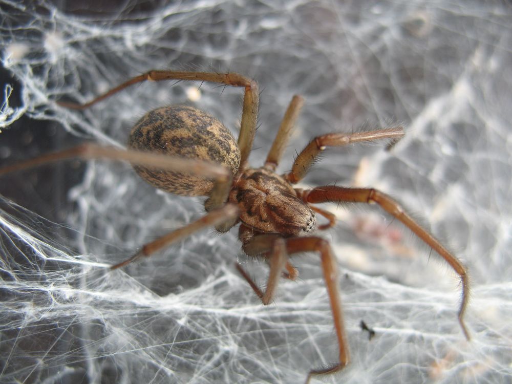 Winkelspinne Foto & Bild | tiere, wildlife, spinnen Bilder auf ...