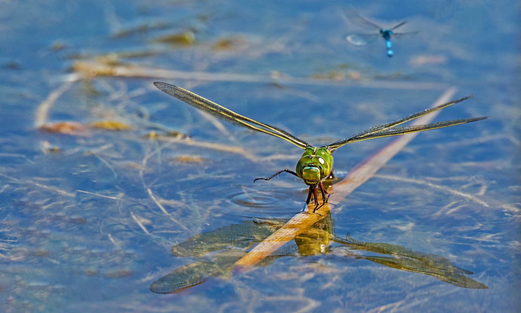 Winke,winke Foto & Bild | tiere, wildlife, libellen Bilder auf ...