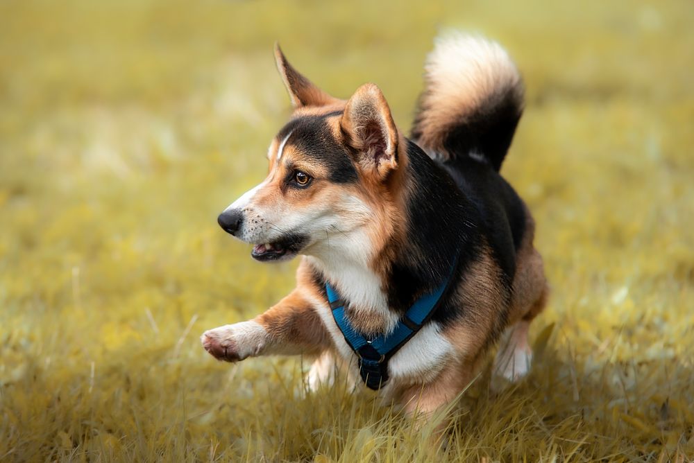 Winston - Welsh Corgi Pembroke Foto & Bild | tiere, haustiere, hunde ...