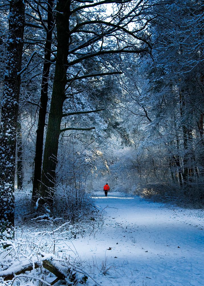 Winter Foto & Bild | landschaft, wald, winter Bilder auf fotocommunity