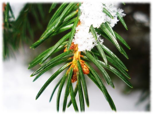 Pati-Rose - Fotos & Bilder - Fotograf | fotocommunity