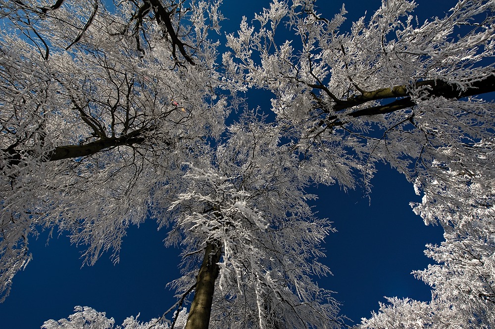 Winter am Erbeskopf 2 Foto & Bild | jahreszeiten, winter, natur Bilder auf fotocommunity