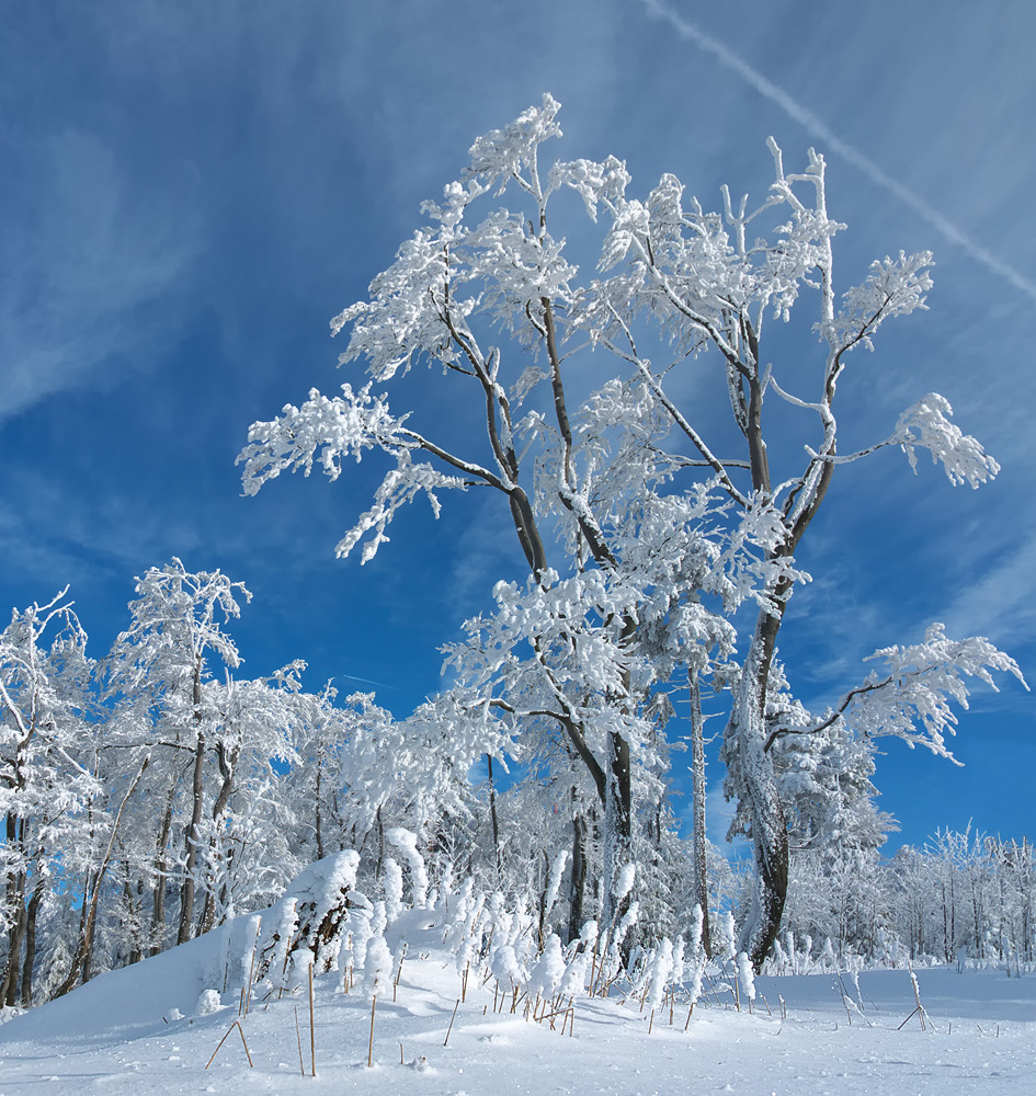 Winter aus der Froschperspektive Foto & Bild | jahreszeiten, winter, landschaften Bilder auf ...