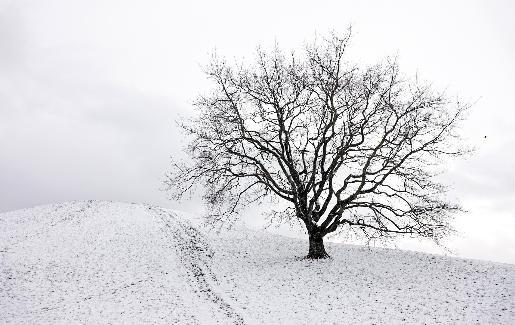 Winter-Baum Foto & Bild | pflanzen, pilze & flechten, bäume ...