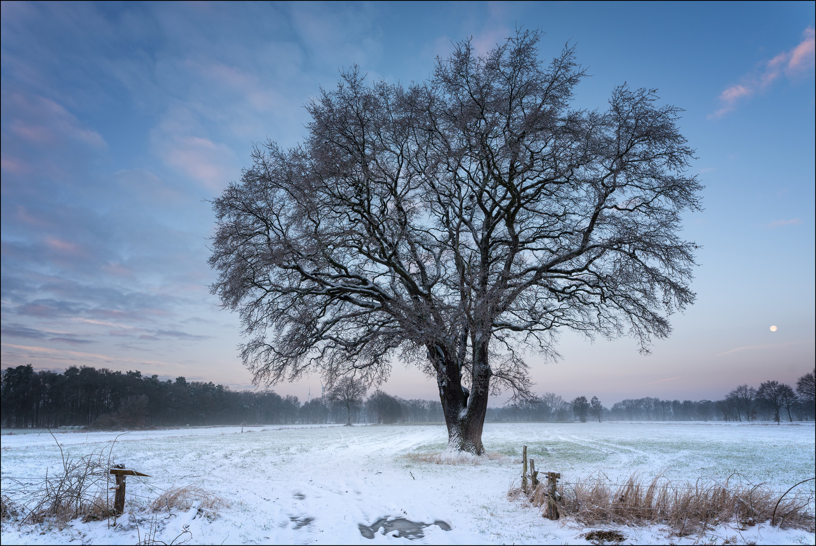 Winter Baum Foto & Bild | wald, landschaften, outdoor Bilder auf ...