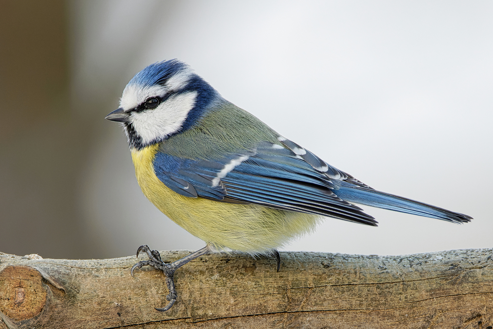Winter-Blaumeise Foto & Bild | tiere, wildlife, wild lebende vögel ...