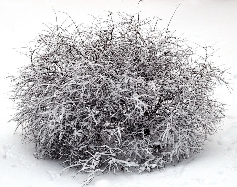 winter-busch Foto & Bild | jahreszeiten, winter, wetter Bilder auf ...