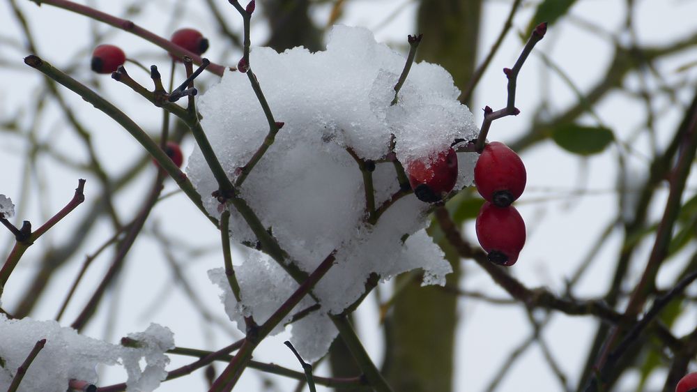 Winter Foto & Bild | jahreszeiten, winter, jahreszeit Bilder auf fotocommunity