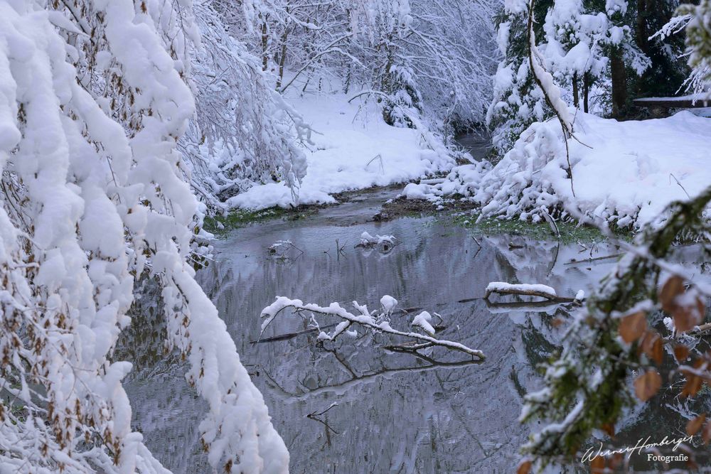 Winter im Bruderholz Foto & Bild | jahreszeiten, winter, natur Bilder auf fotocommunity