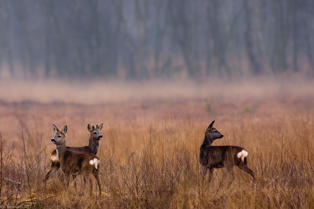 Winter im Moor Foto & Bild | tiere, wildlife, säugetiere Bilder auf ...