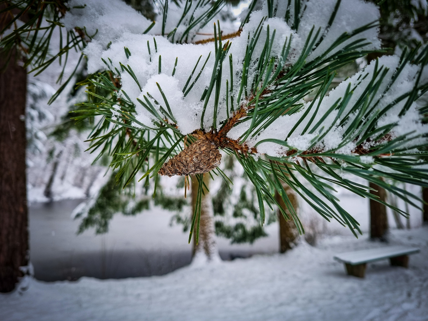 Winter is back Foto & Bild | jahreszeiten, winter, fotos Bilder auf fotocommunity