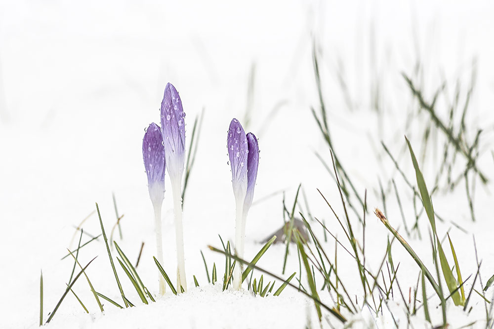 Winter is back Foto & Bild | jahreszeiten, winter, schnee Bilder auf ...