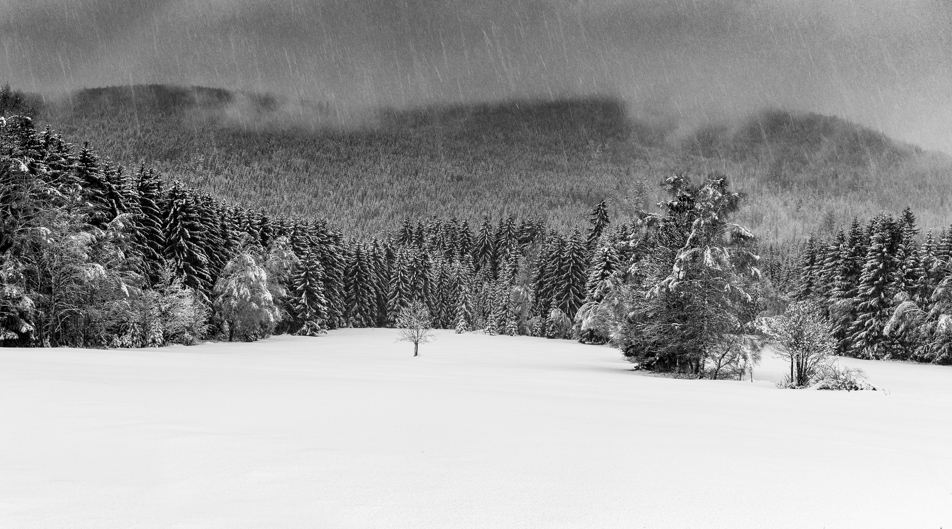 winter is back Foto & Bild | urlaub, world, wald Bilder auf fotocommunity