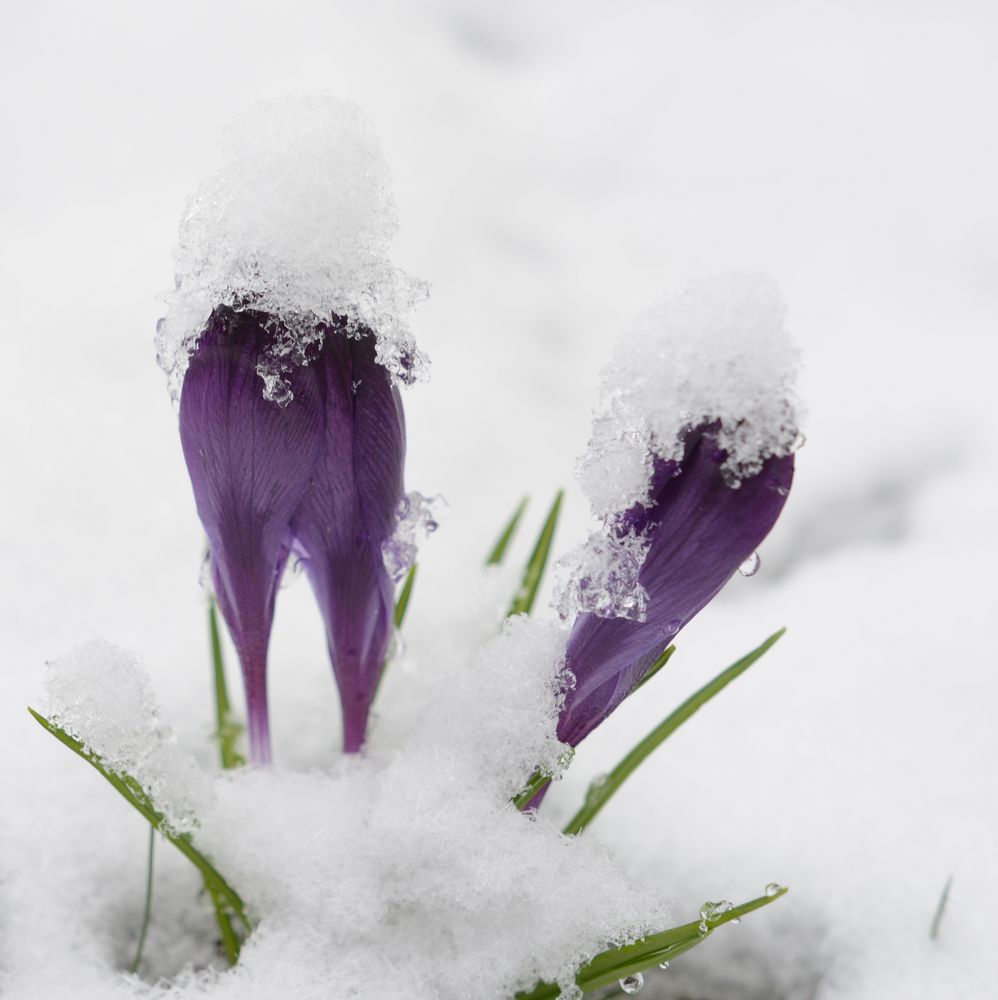 Winter is back Foto & Bild | pflanzen, pilze & flechten, blüten ...