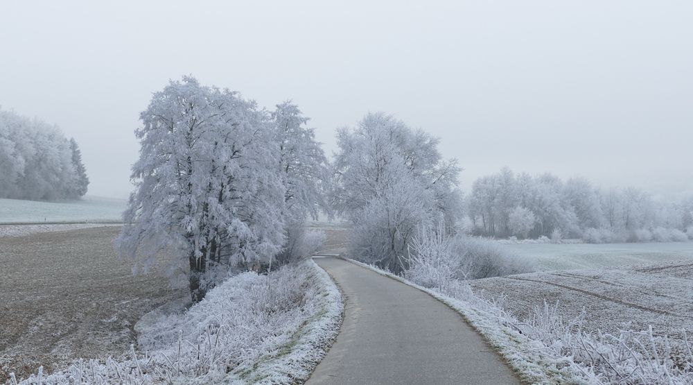 Winter mit Raureif Foto & Bild | jahreszeiten, winter, natur Bilder auf fotocommunity