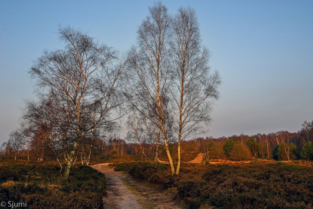 Winter Morgensonne 3 Foto & Bild | landschaft, jahreszeiten, winter Bilder auf fotocommunity