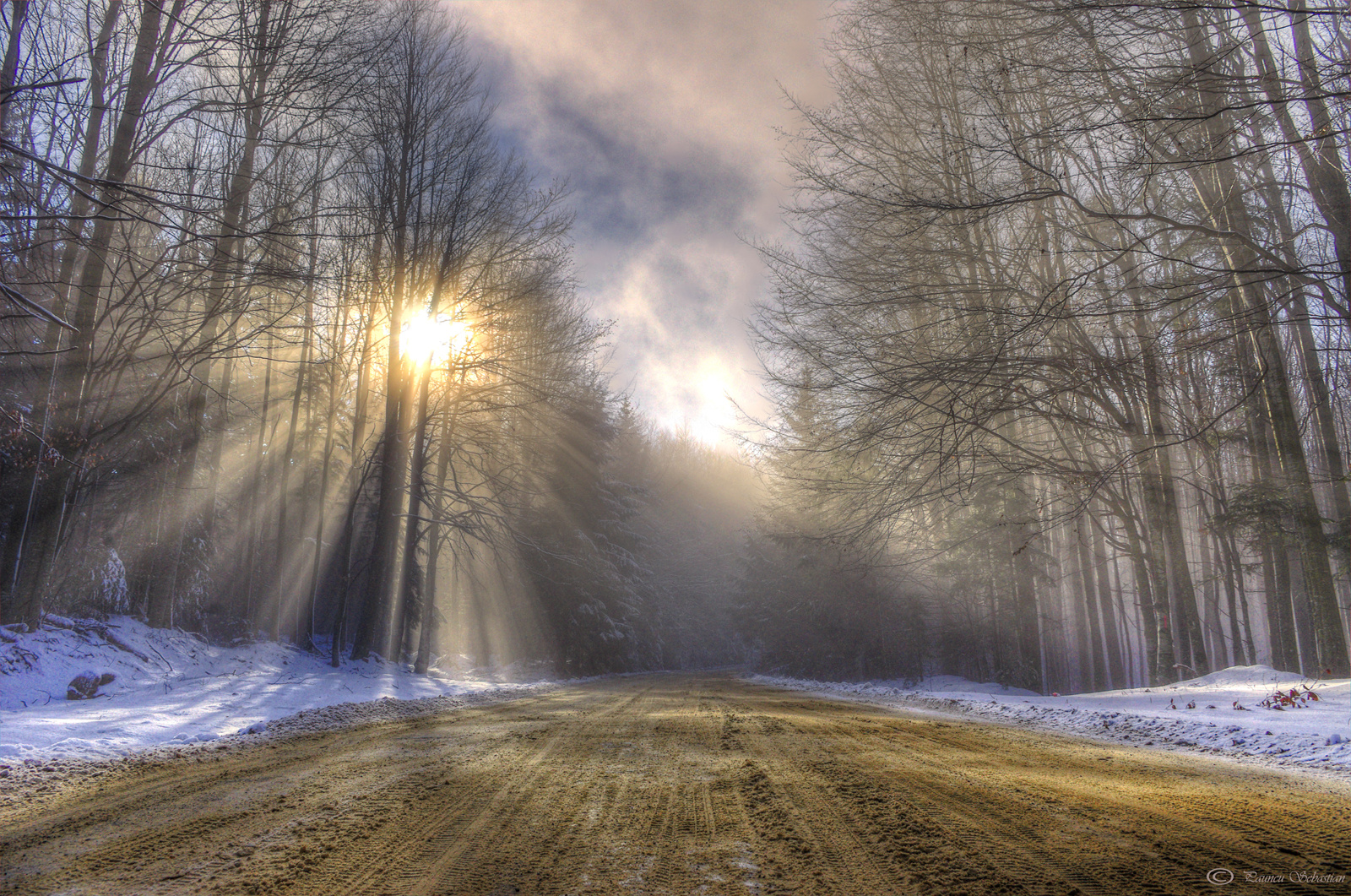 Winter Nebel Foto & Bild | landschaft, wald, natur Bilder auf fotocommunity