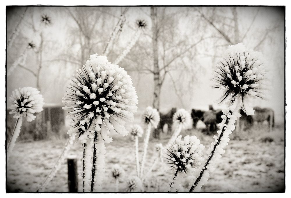 Winter & Nebel II Foto & Bild | spezial, winter, natur Bilder auf fotocommunity