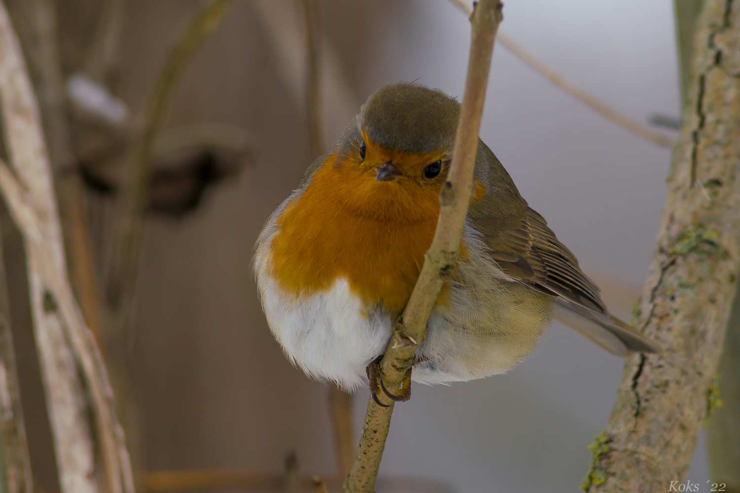 Winter-Robin Foto & Bild | tiere, wildlife, wild lebende vögel Bilder ...