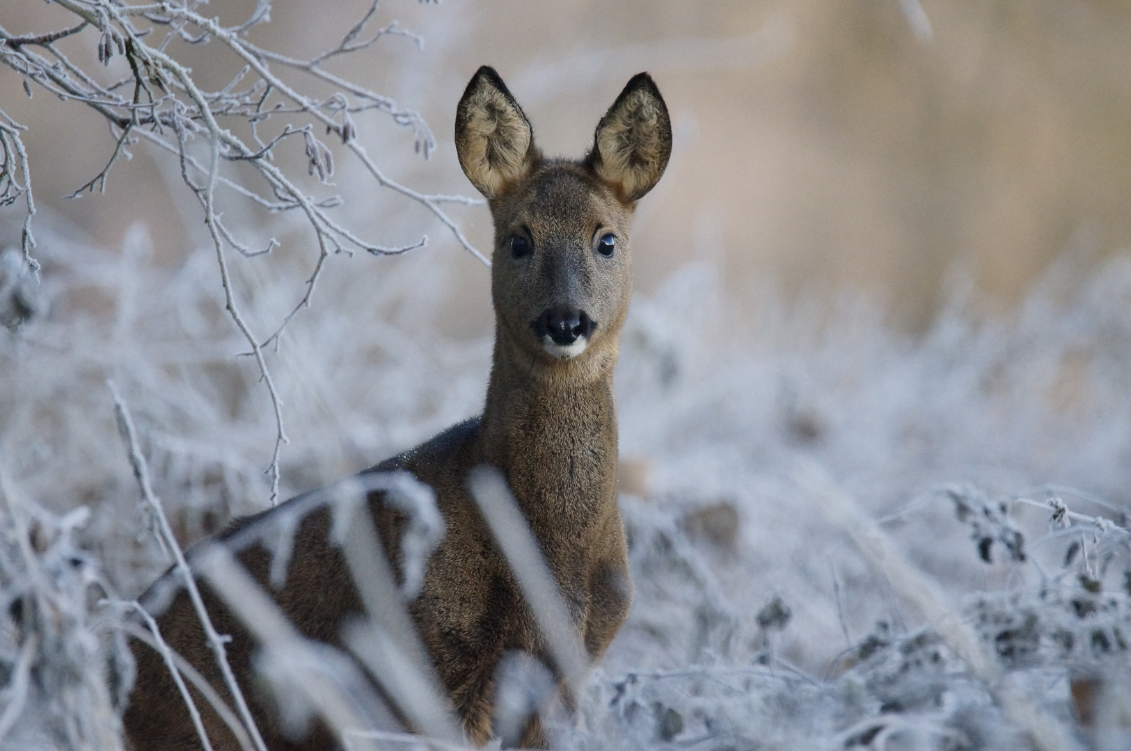 Winter Wild Live Foto & Bild | tiere, winter, natur Bilder auf ...