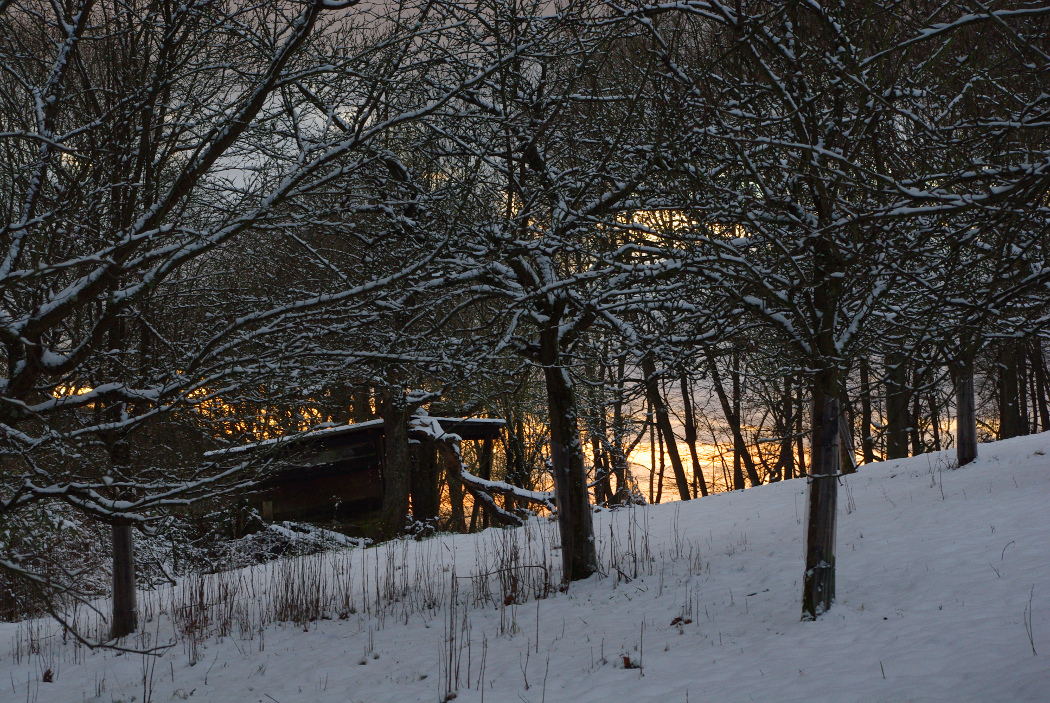 Winterabend Foto & Bild | landschaft, wald, winter im odenwald Bilder auf fotocommunity